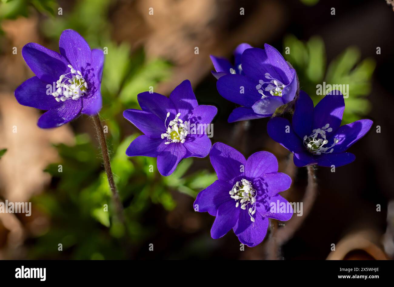Common hepatica hi-res stock photography and images - Alamy
