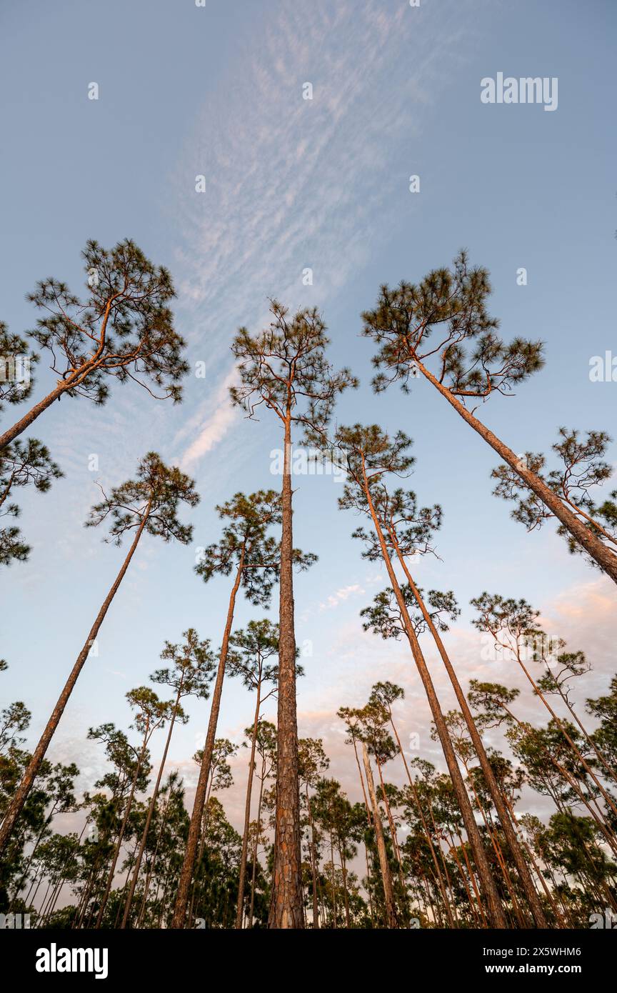 Wide-angle upward view of Pine Trees in Everglades National Park ...