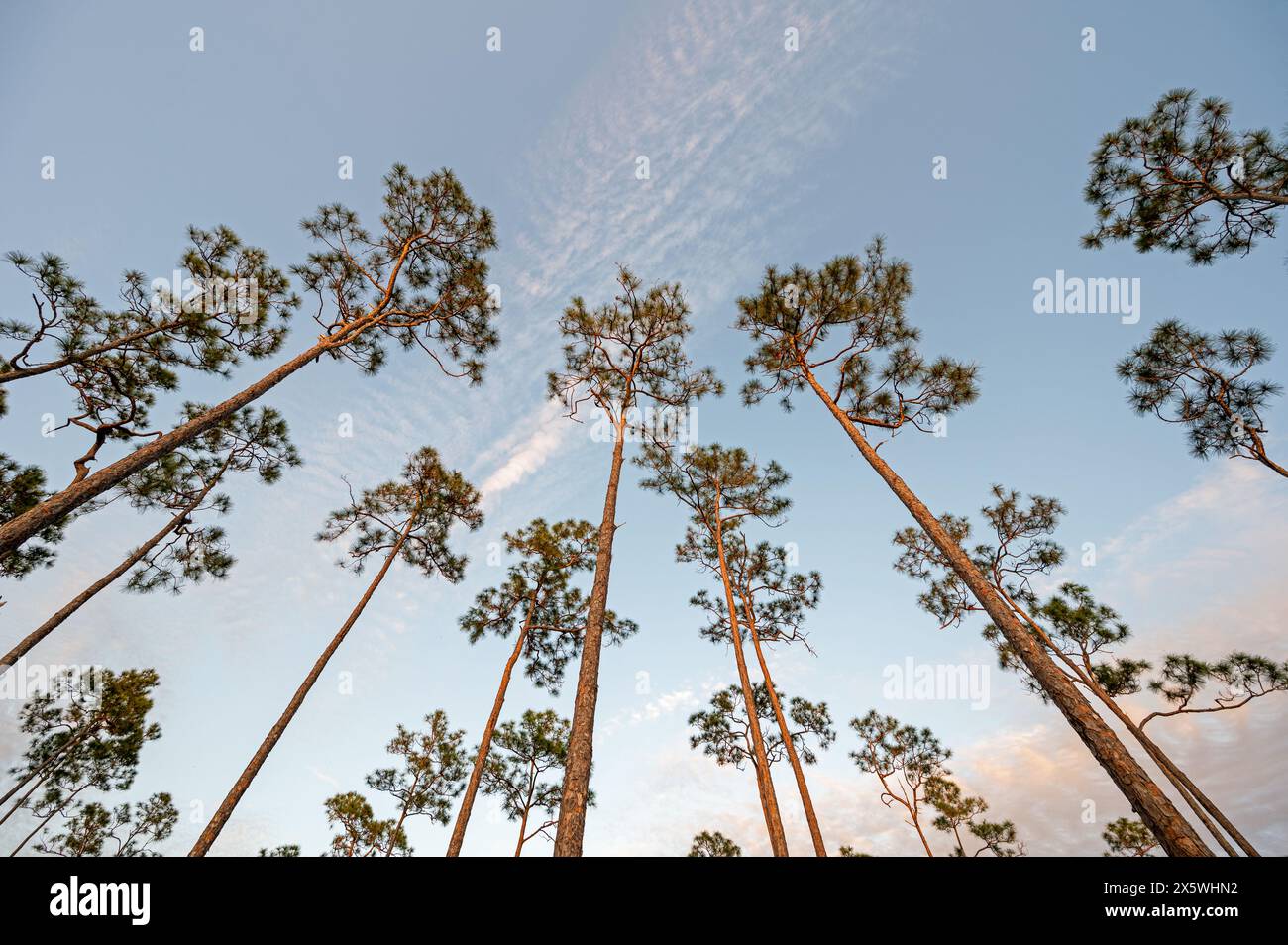 Wide-angle upward view of Pine Trees in Everglades National Park ...
