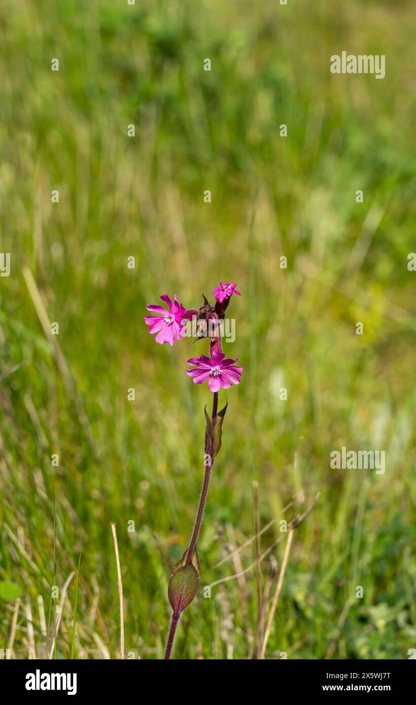 Red Campion growing wild Stock Photo - Alamy