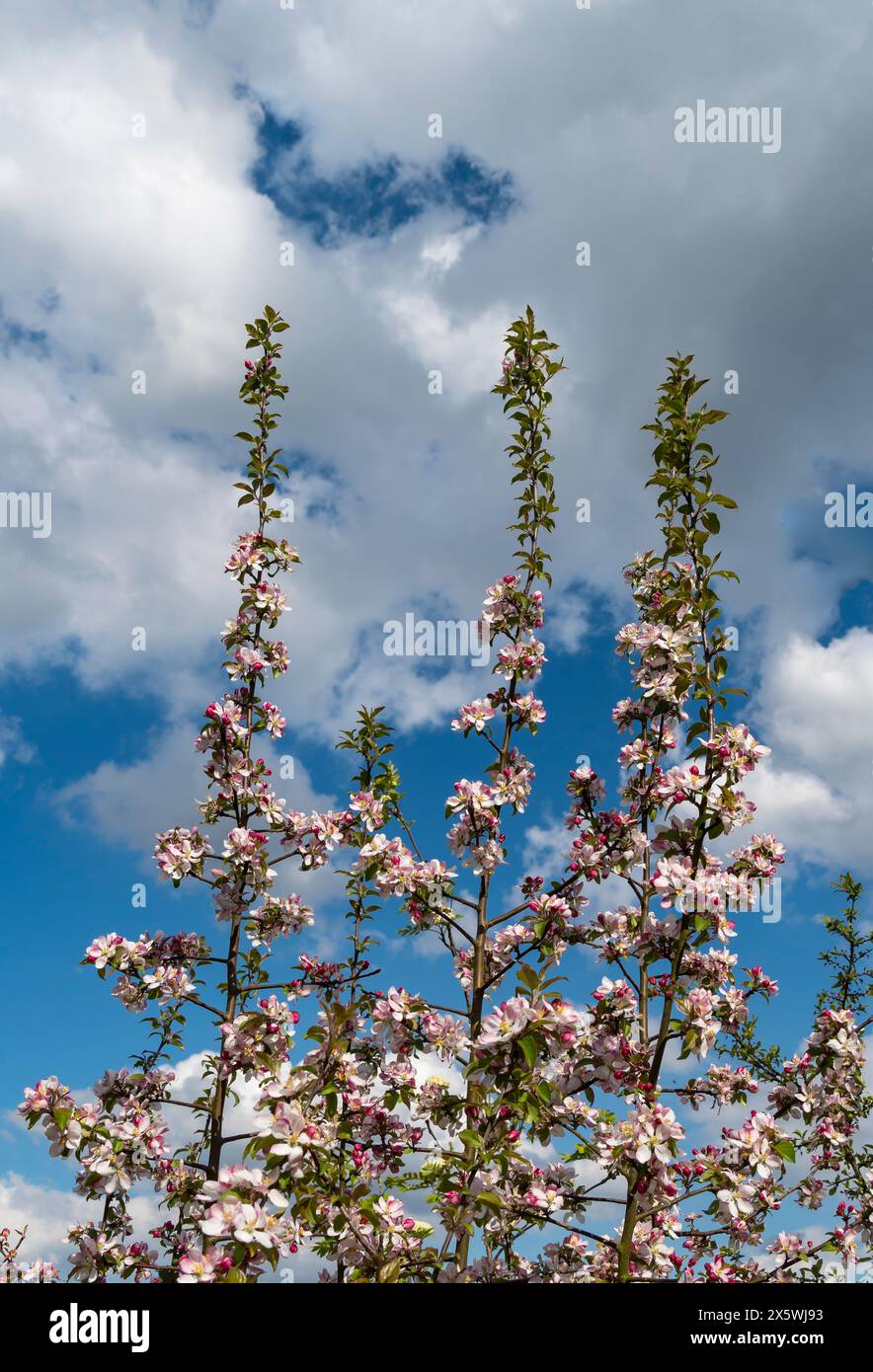 Three upright branches hi-res stock photography and images - Alamy