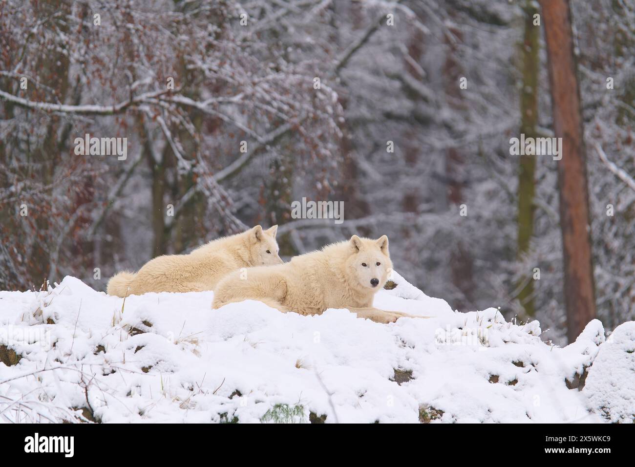 Arctic wolf (Canis lupus arctos),two animal lying in winter Stock Photo ...