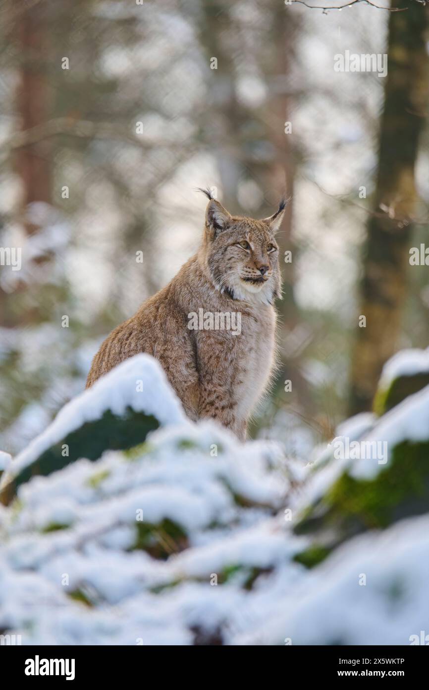 European Lynx (Lynx lynx), in winter Stock Photo - Alamy
