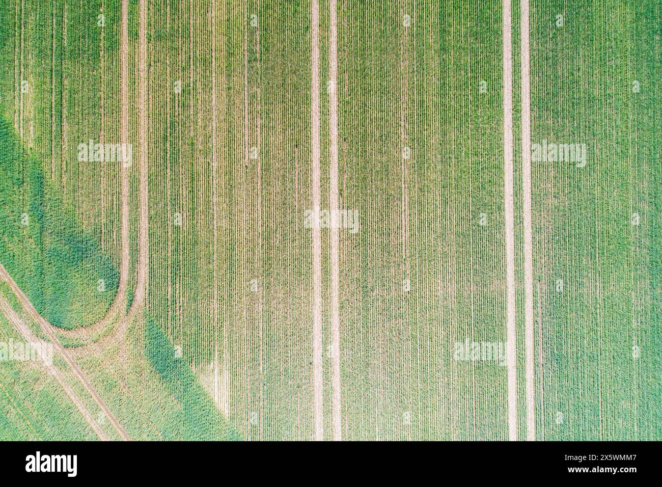 This aerial view captures a road cutting through lush green fields of ... This aerial view captures a road cutting through lush green fields of ...