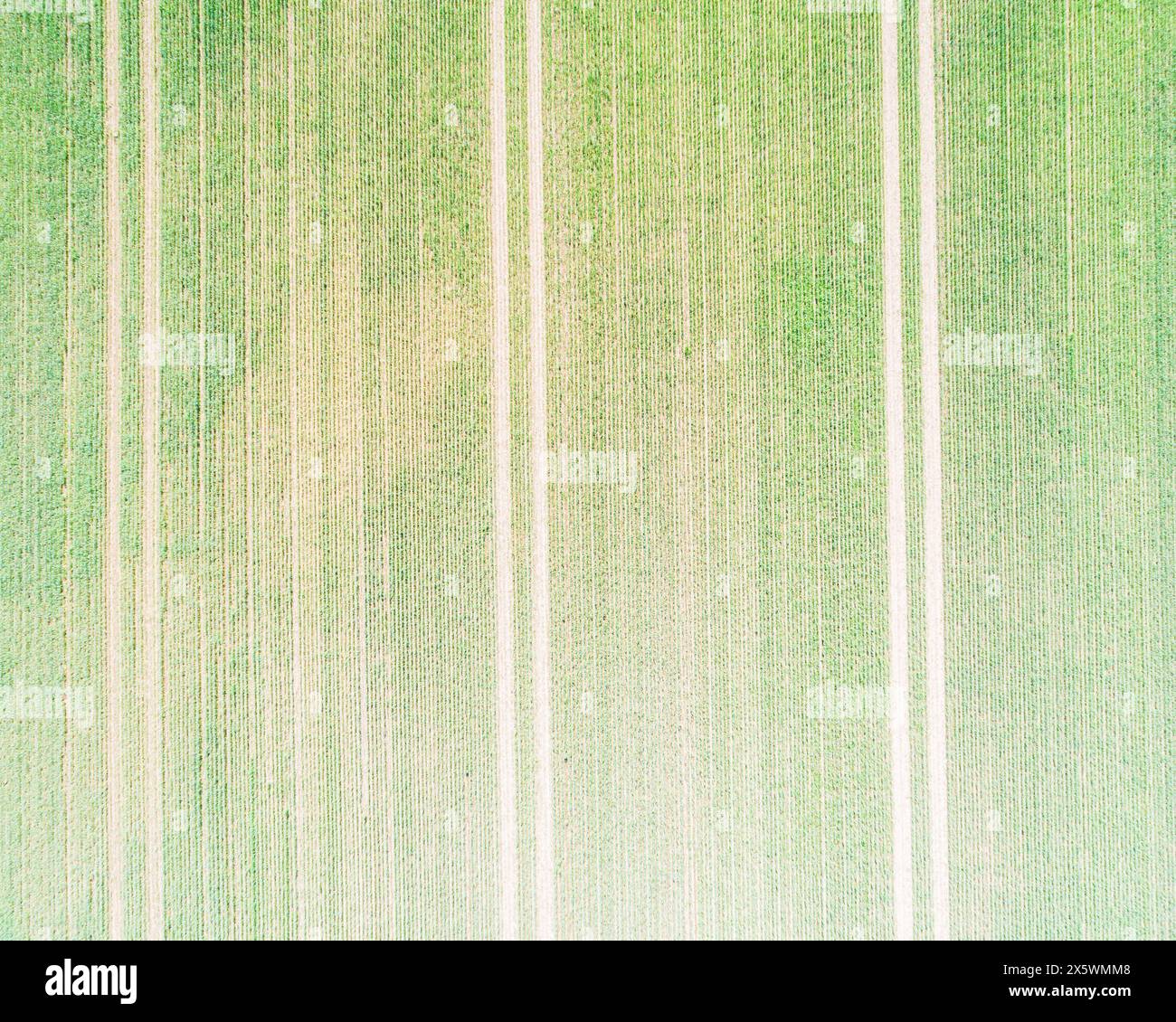 This aerial view captures a road cutting through lush green fields of ... This aerial view captures a road cutting through lush green fields of ...