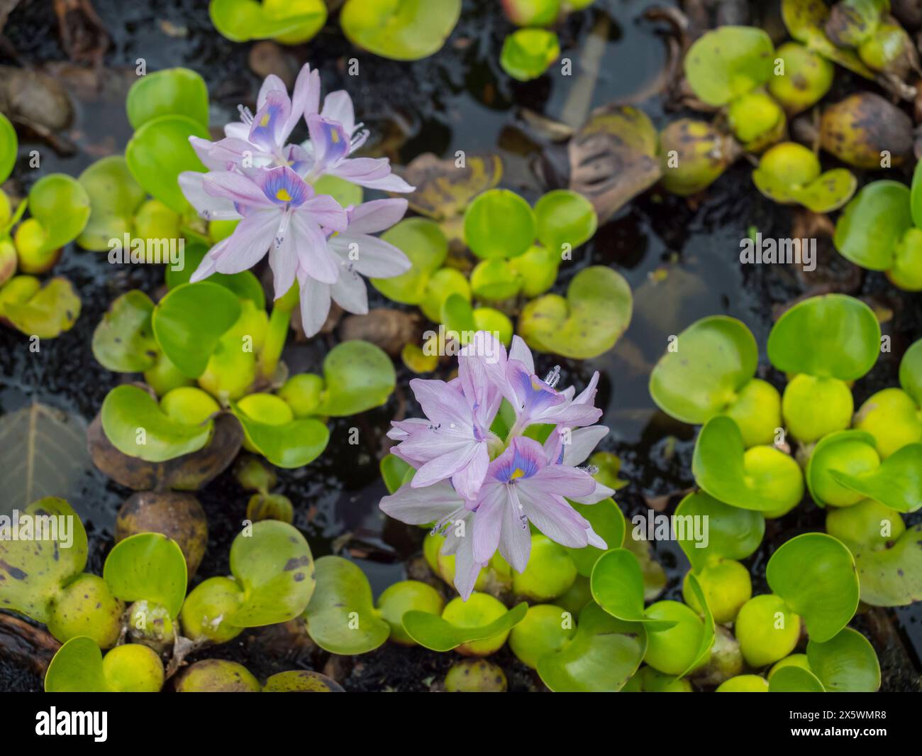 Crassipe eichhornia hi-res stock photography and images - Alamy