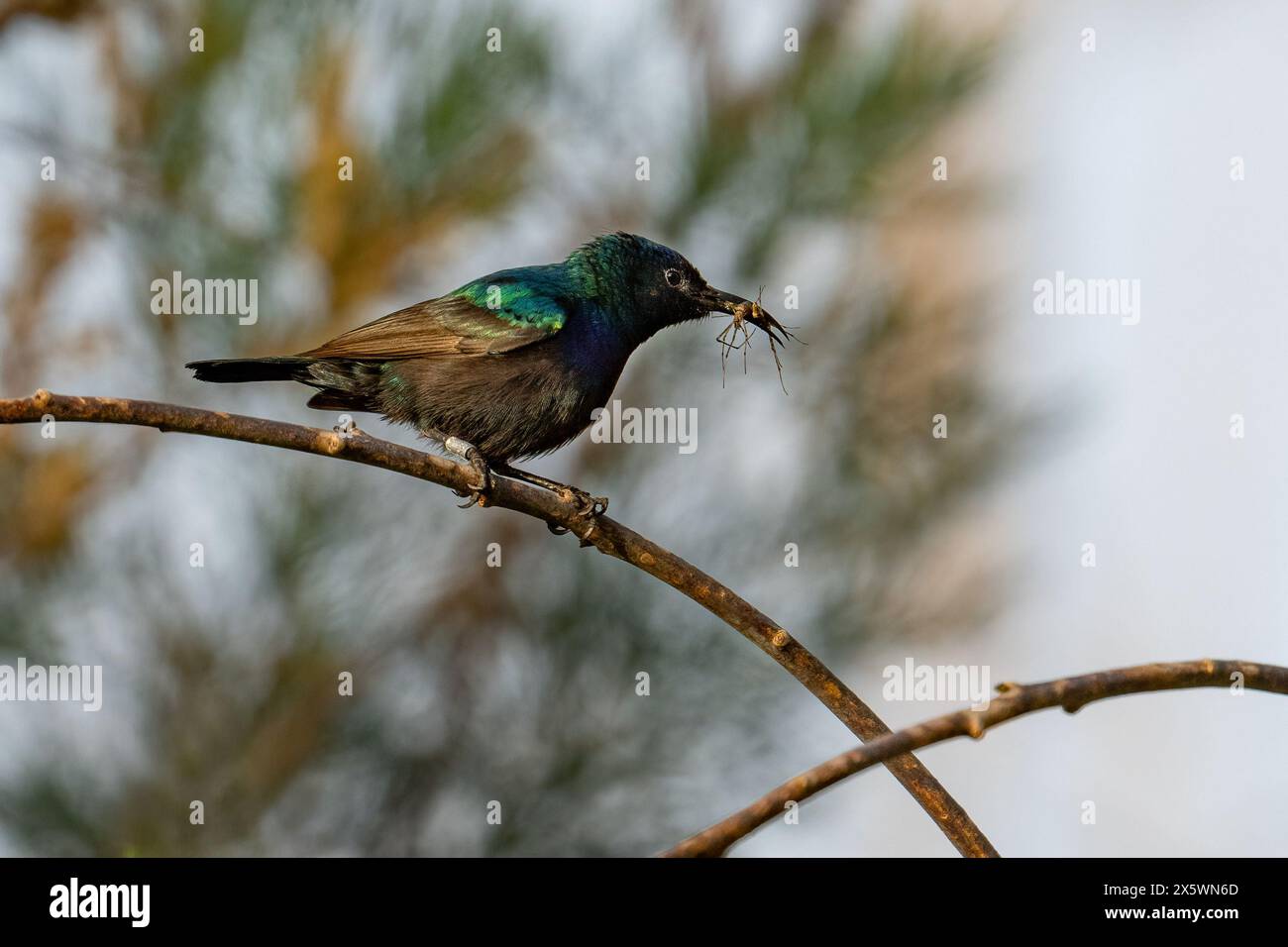 A colorful male Palestine sunbird on a tree branch, with insects in its ...
