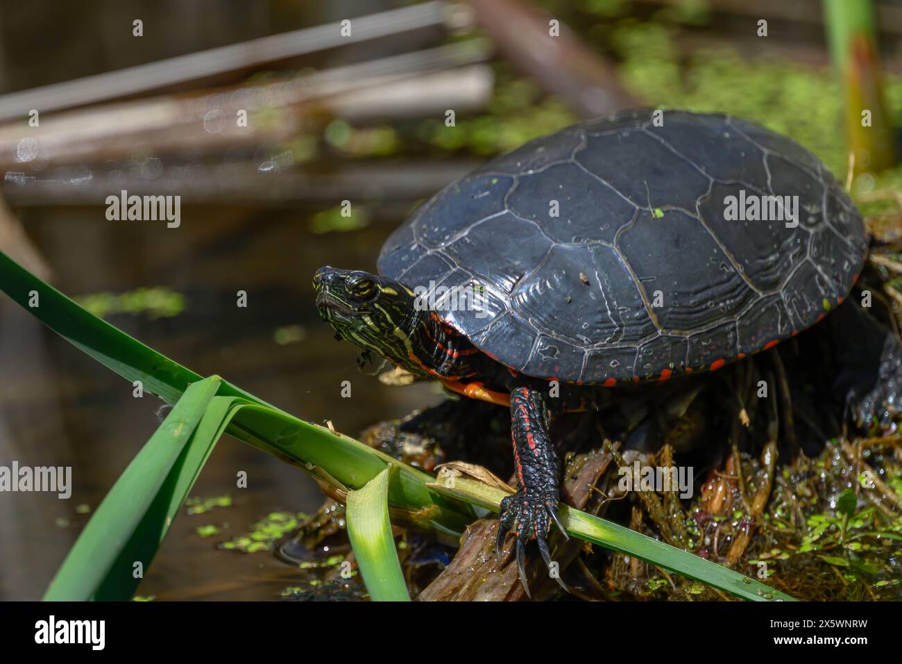 A painted turtle (Chrysemys picta) out of the water in Kensington ...