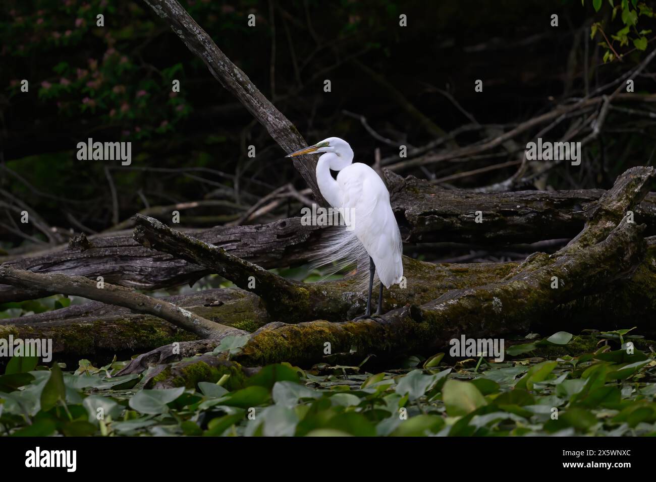 A great egret (Ardea alba) in breeding plumage in the Spring in ...