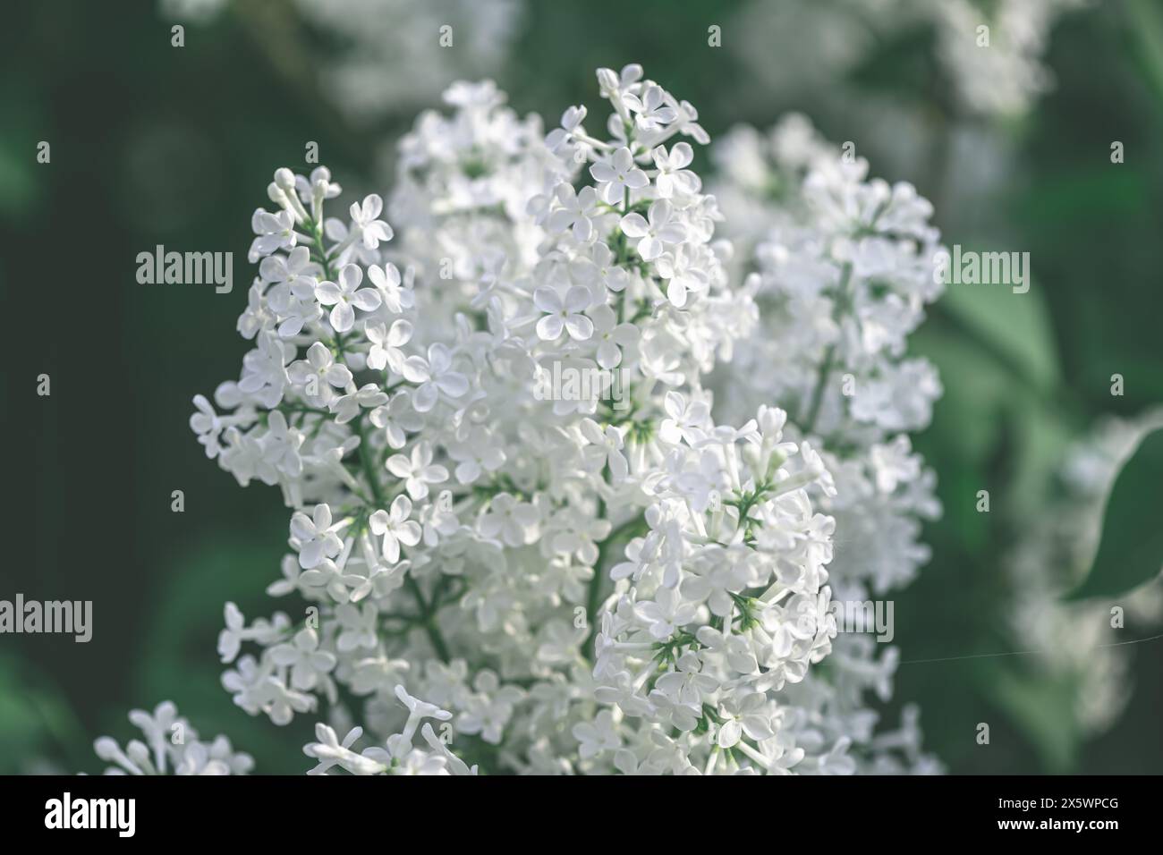 Beautiful white lilac bush blooms in spring, spring, flowering Stock ...