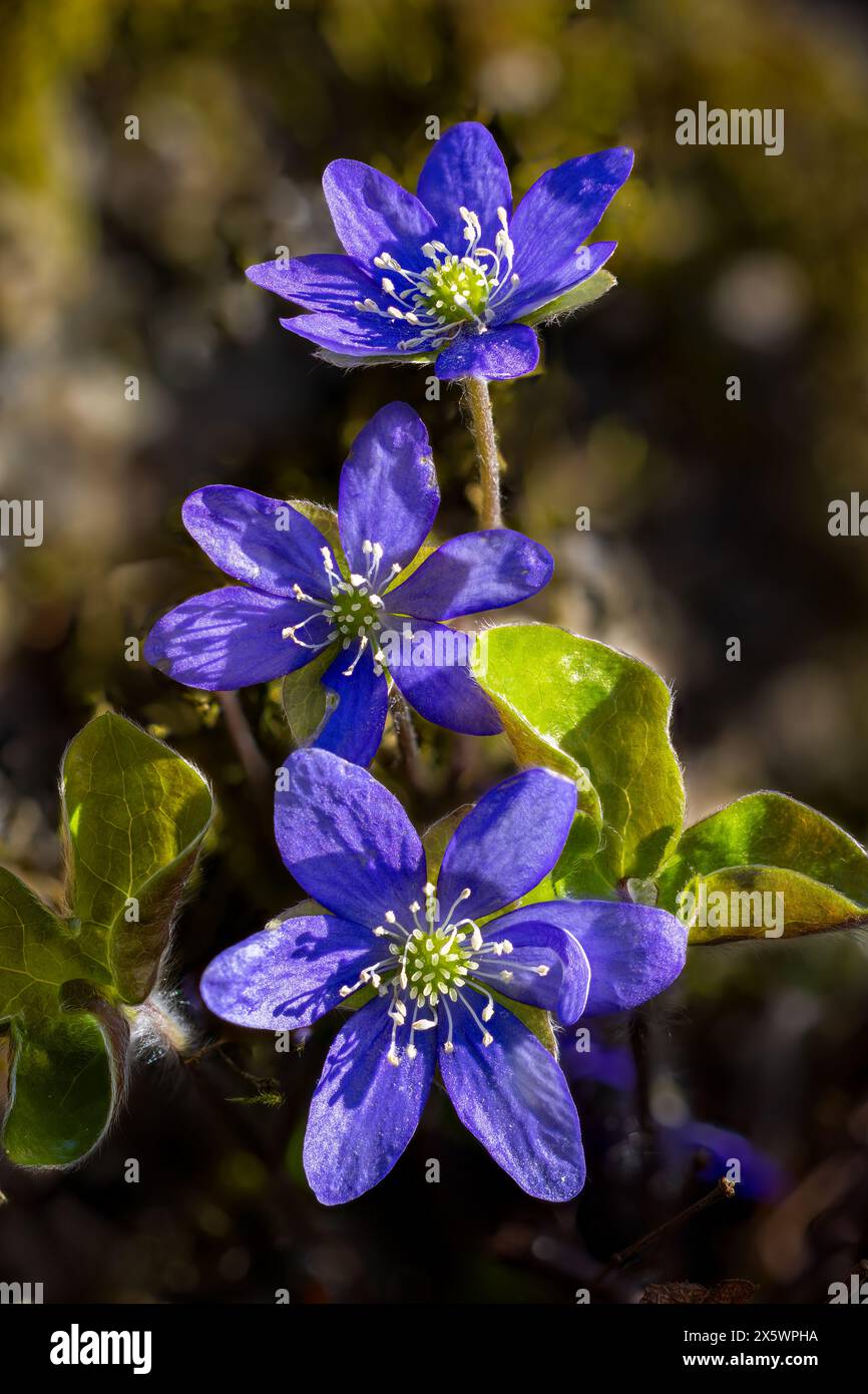 Common hepatica flowering Stock Photo - Alamy