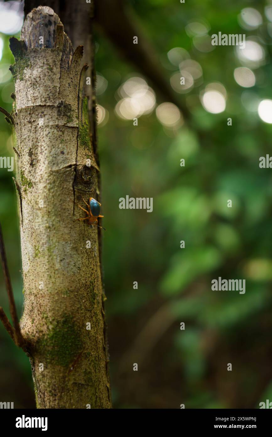 Small beetle on a tree trunk in the rainforest Stock Photo - Alamy
