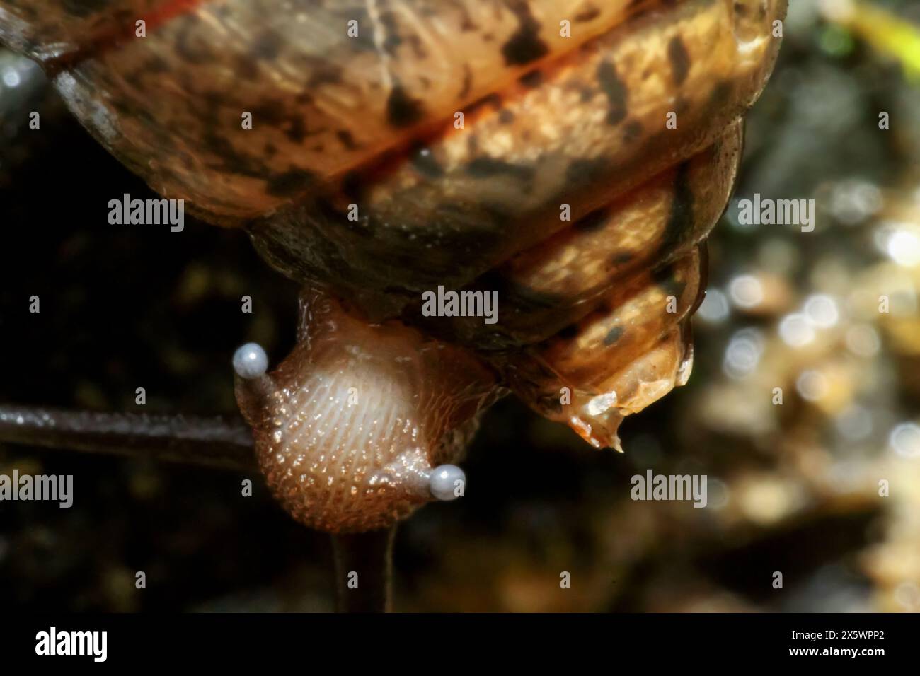 Detailed macro shots capture the snail's extended tentacles. In Wulai ...
