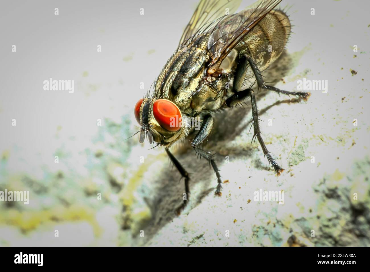 A detailed close-up of a flesh fly (Sarcophaga peregrina), showcasing ...