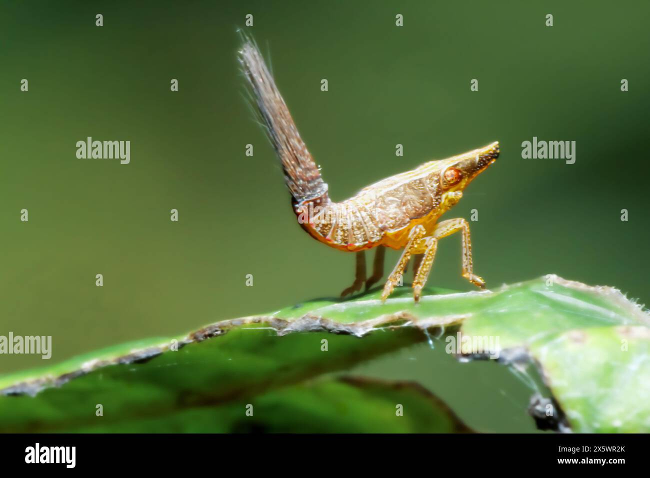 Detailed view of a juvenile Tonga westwoodi on foliage. Capturing the ...