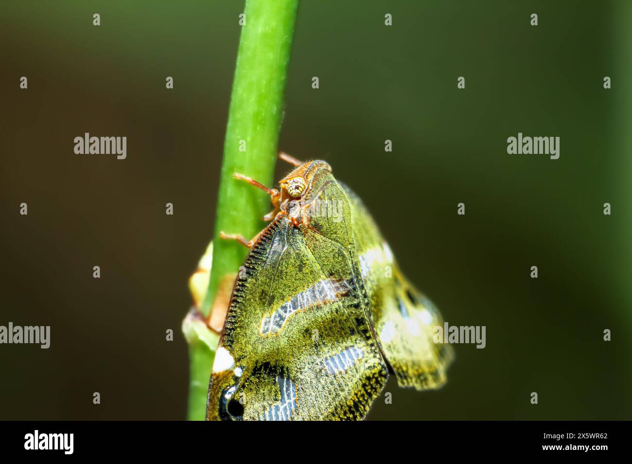 Extreme close up shows detailed hi-res stock photography and images - Alamy