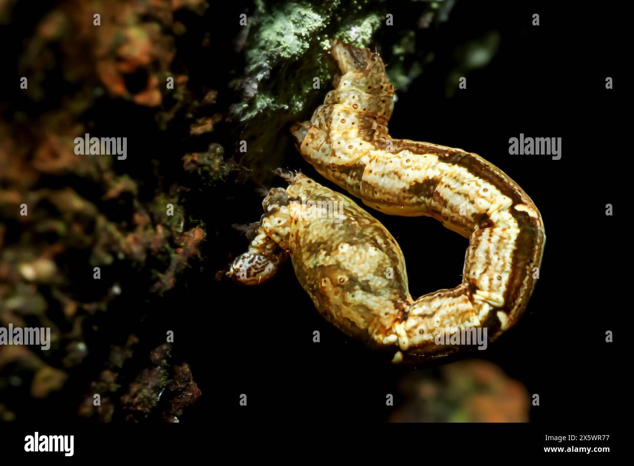 Detailed view of Traminda aventiaria larvae on dark background ...
