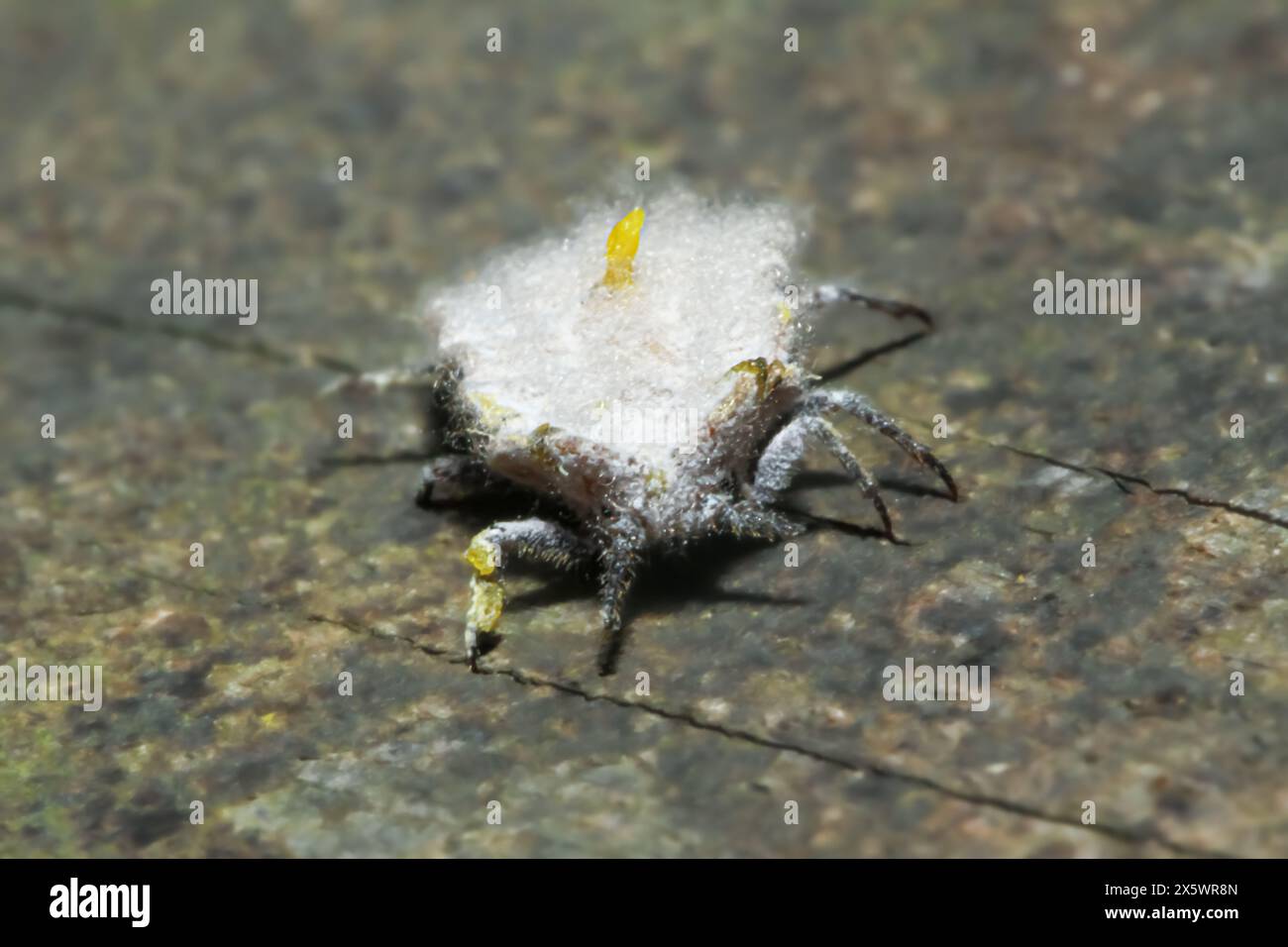 Intricate wing textures hi-res stock photography and images - Alamy