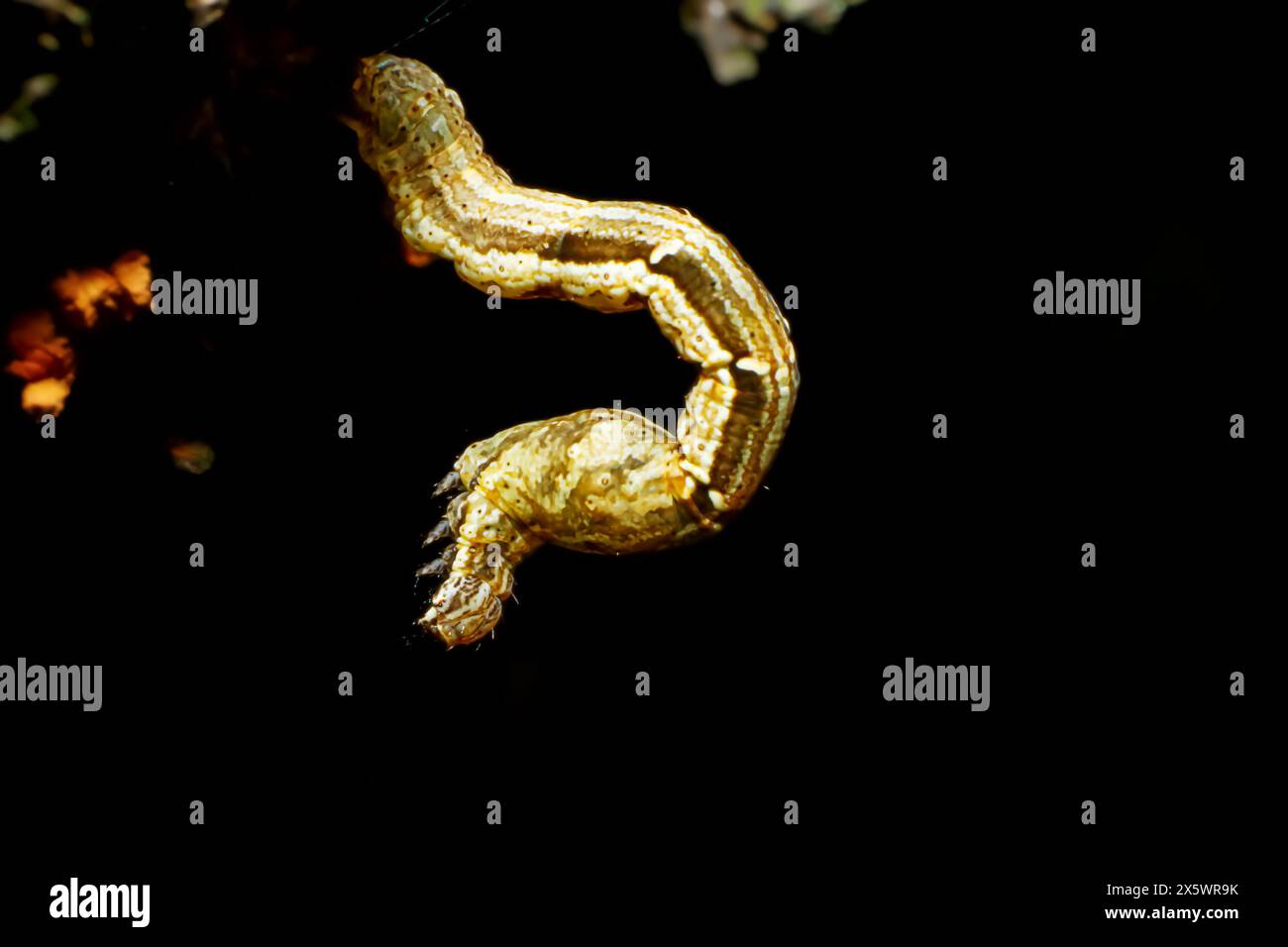 Butterfly caterpillar exoskeleton hi-res stock photography and images ...