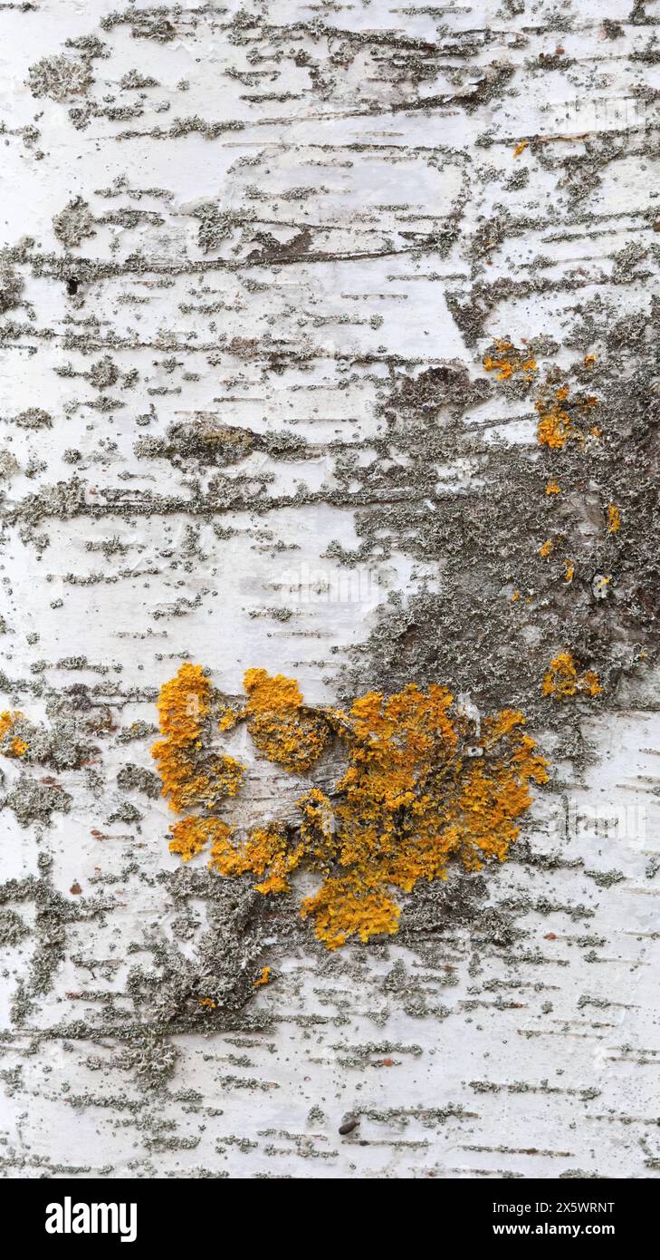 Wooden texture, real trees Stock Photo - Alamy