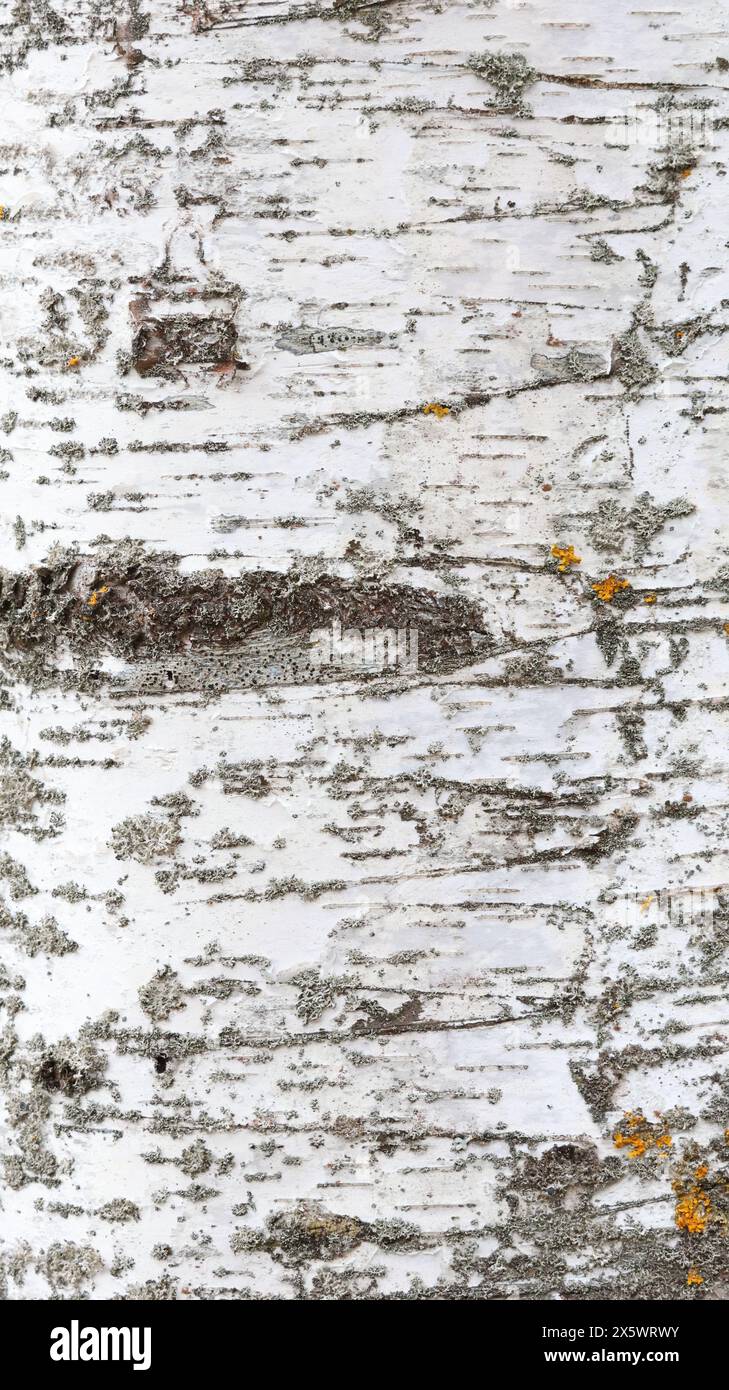 Real trees hi-res stock photography and images - Alamy