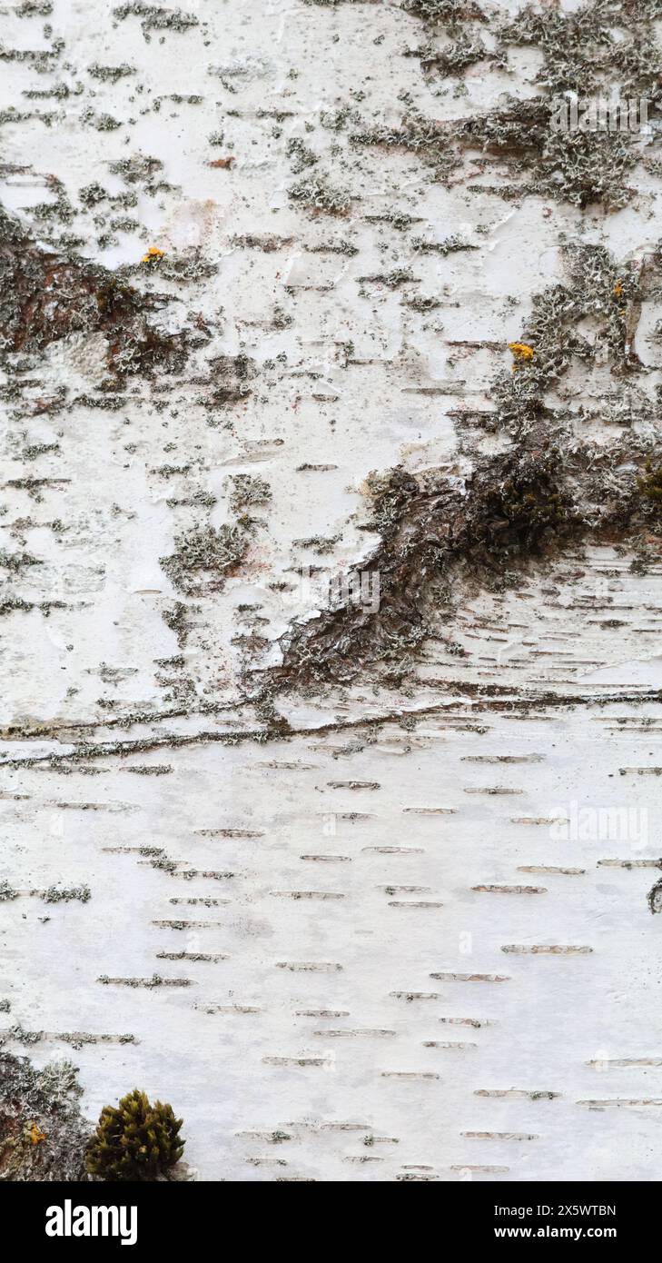 Wooden texture, real trees Stock Photo - Alamy