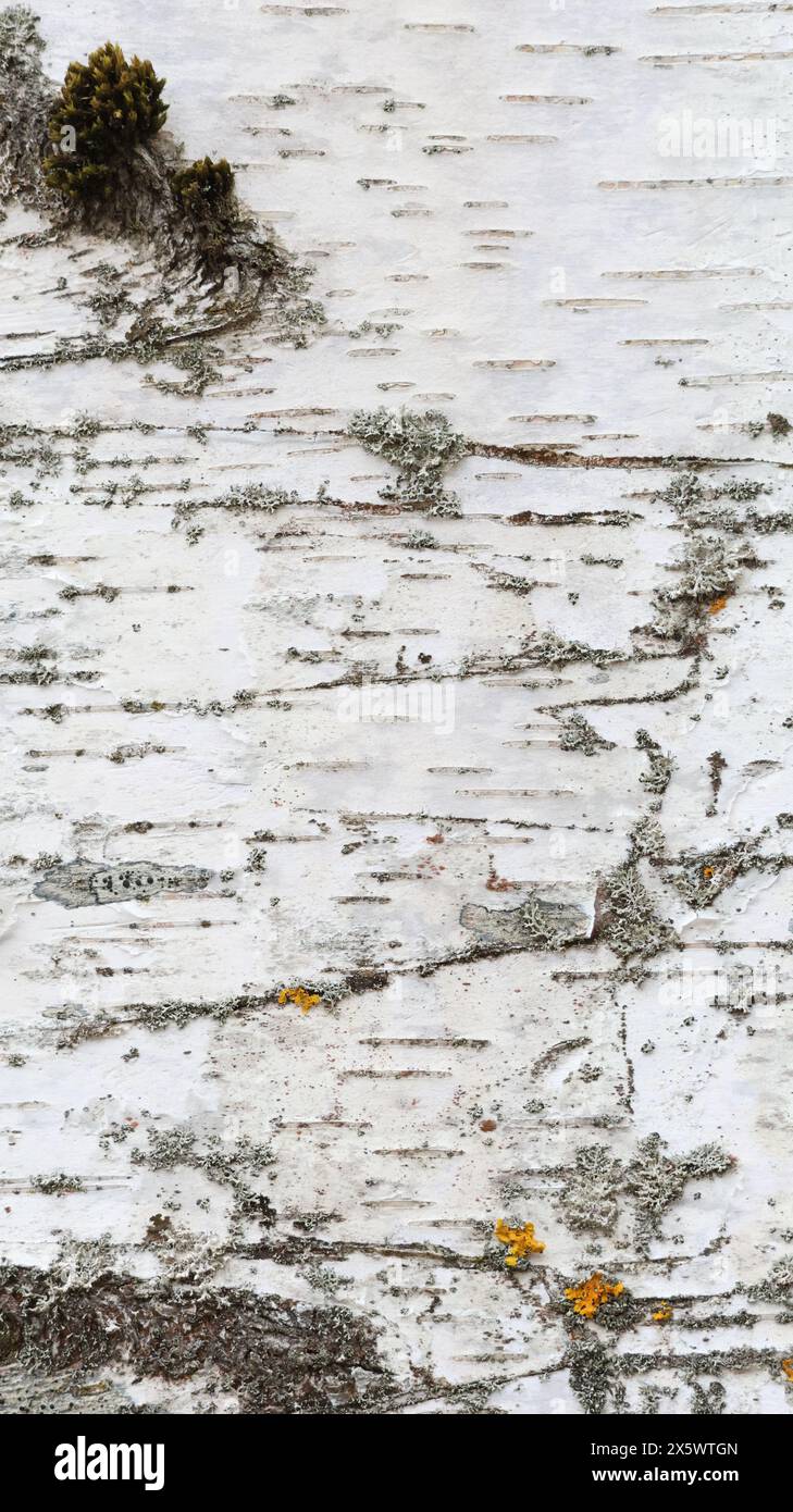 Real trees hi-res stock photography and images - Alamy