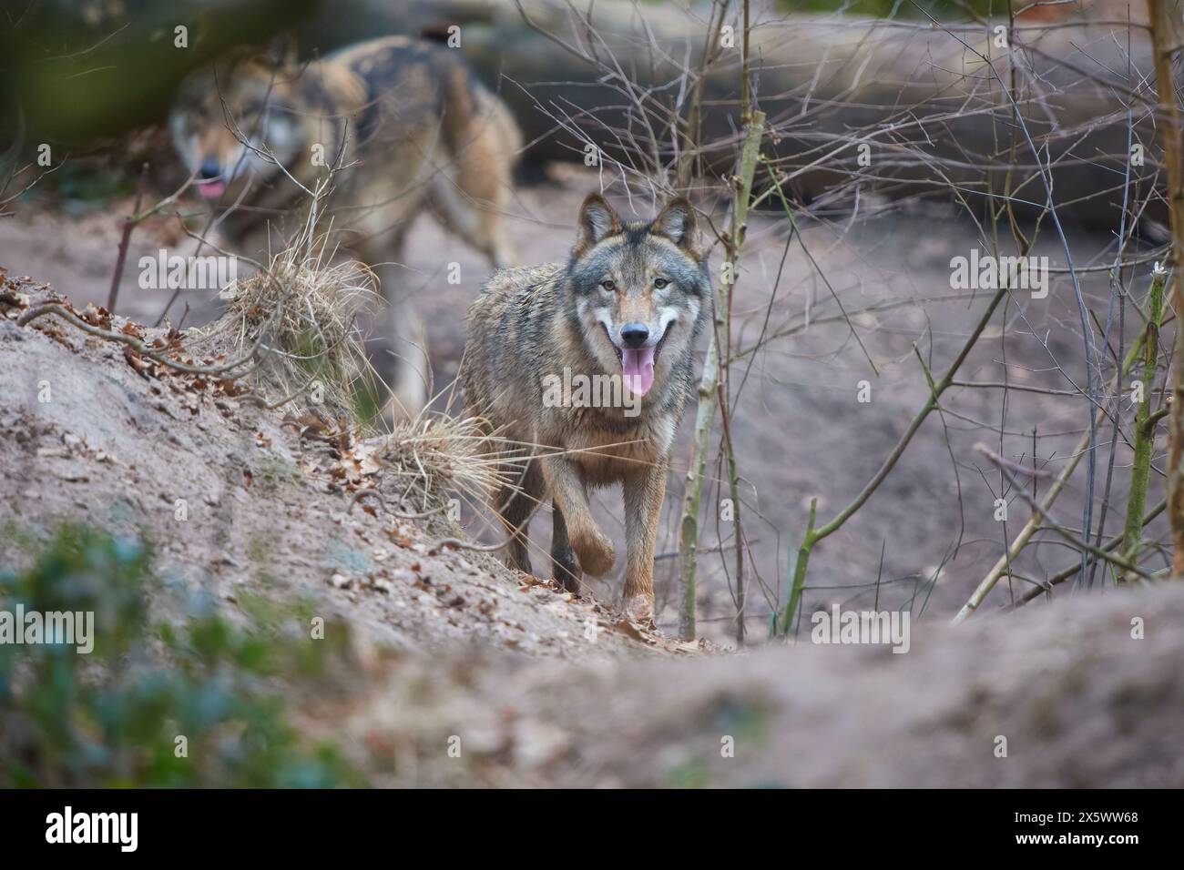Wolf (Canis Lupus), two animals in forest Stock Photo - Alamy