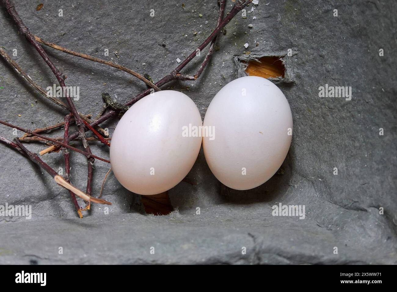 Taubeneier, Ei, Vogelei, Taube, Tauben *** Pigeon eggs, egg, bird egg ...