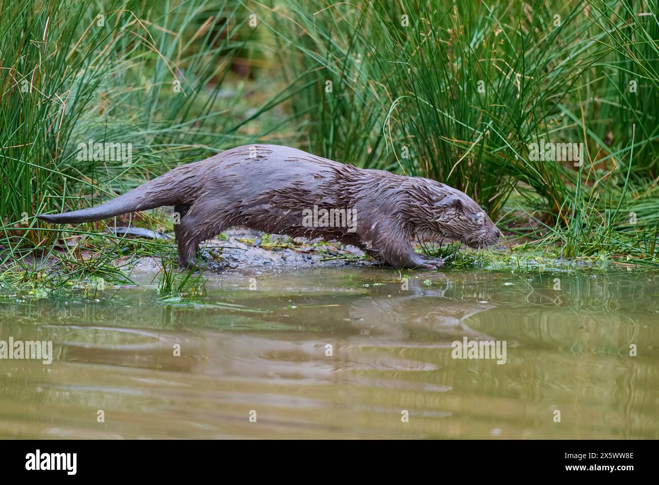 European Otter (Lutra lutra), jump on lakeside Stock Photo - Alamy