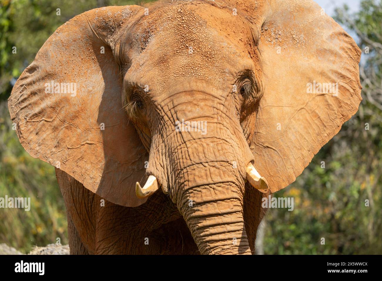Sub saharan africa wildife hi-res stock photography and images - Alamy