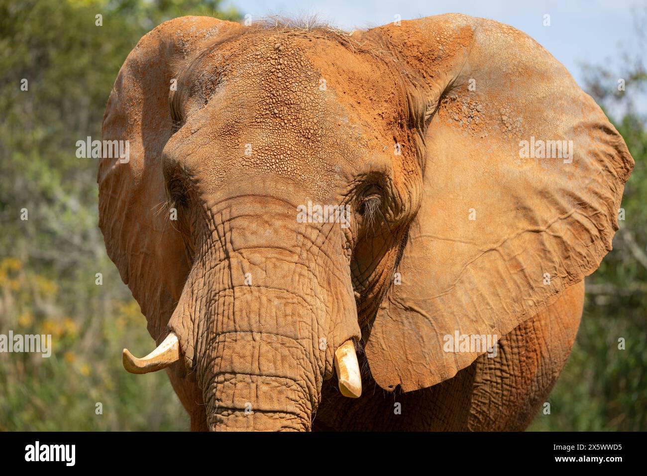 African Bush or Savanna Elephant Stock Photo - Alamy