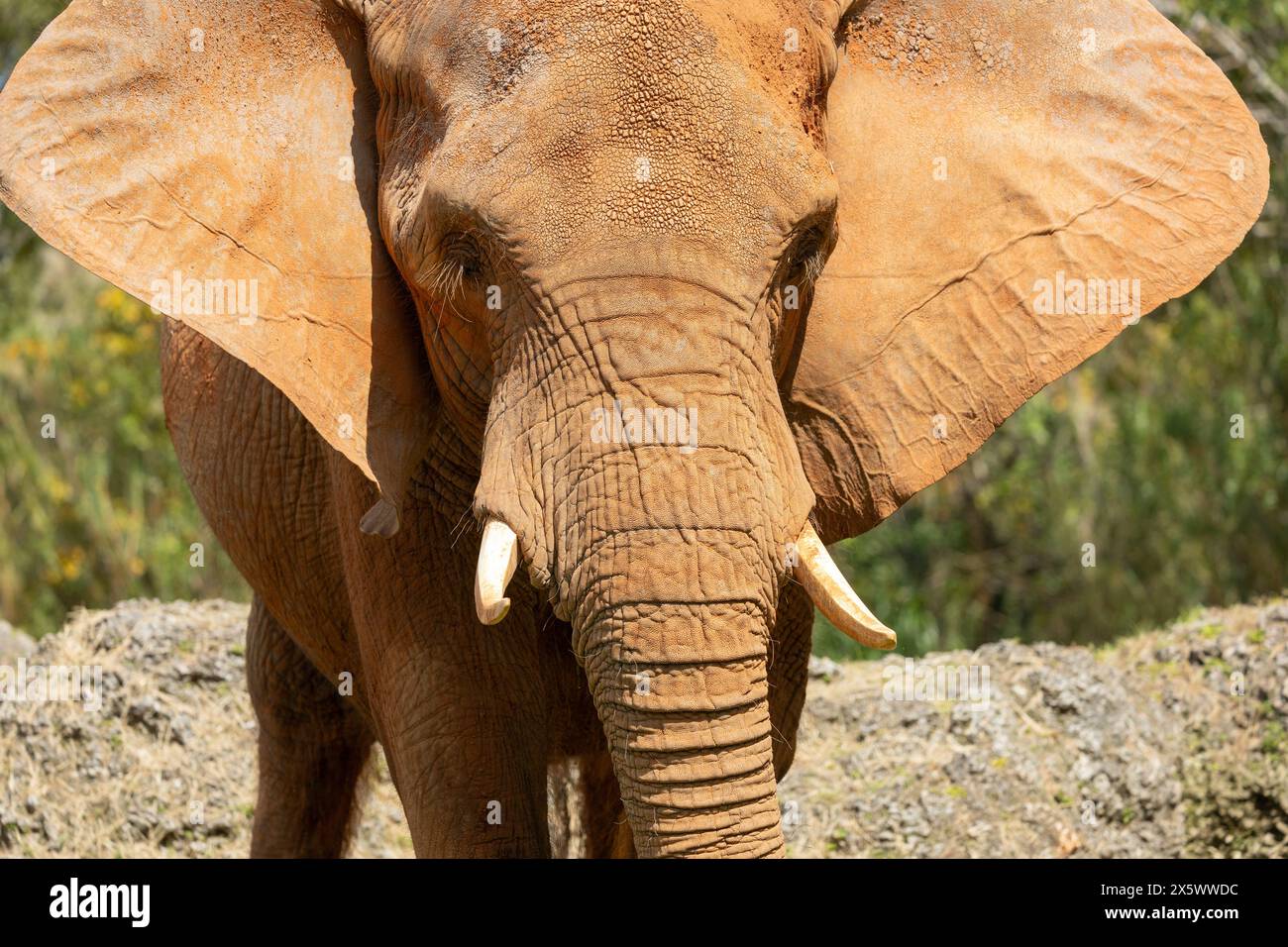 African Bush or Savanna Elephant Stock Photo - Alamy