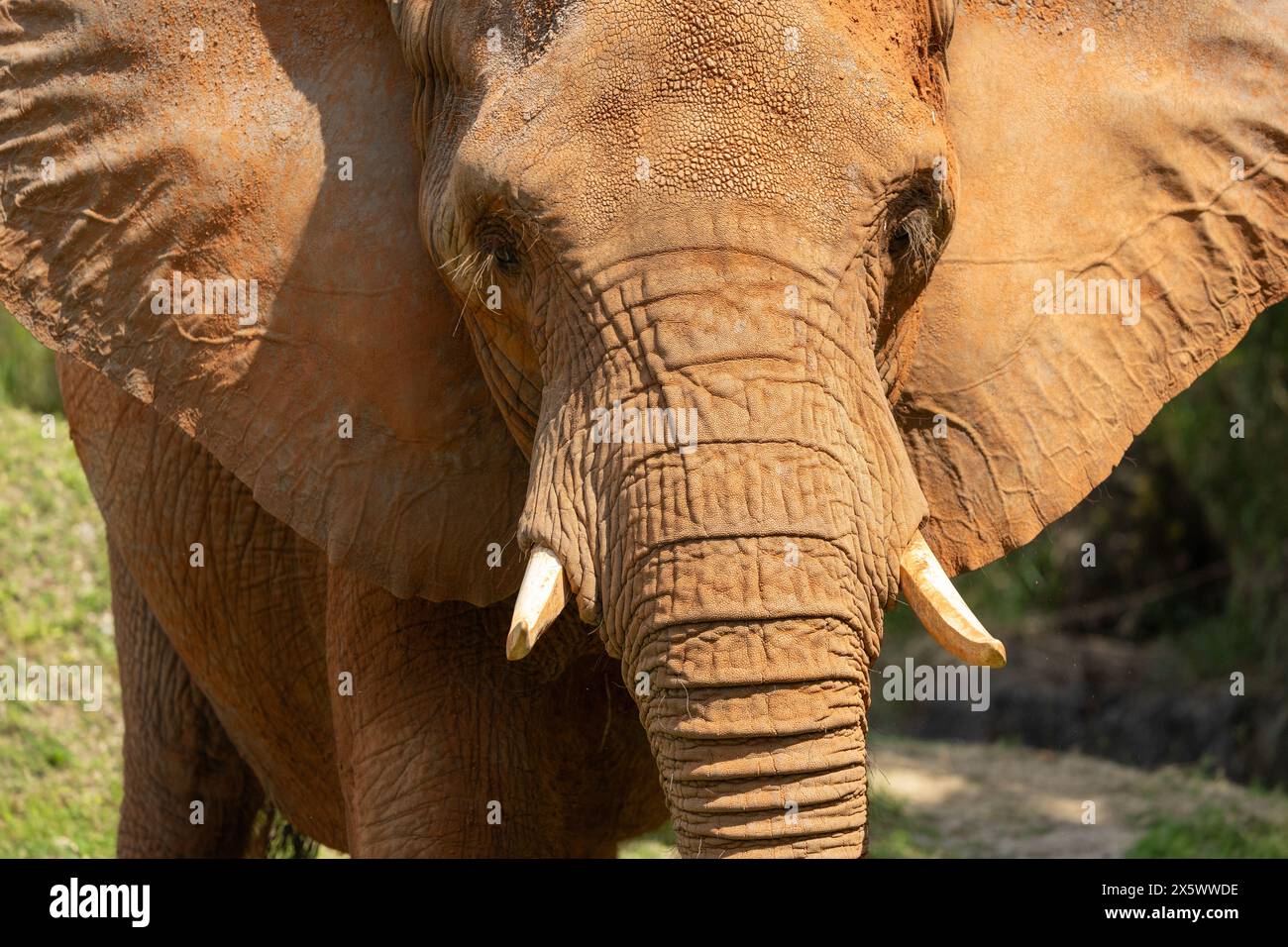 African Bush or Savanna Elephant Stock Photo - Alamy