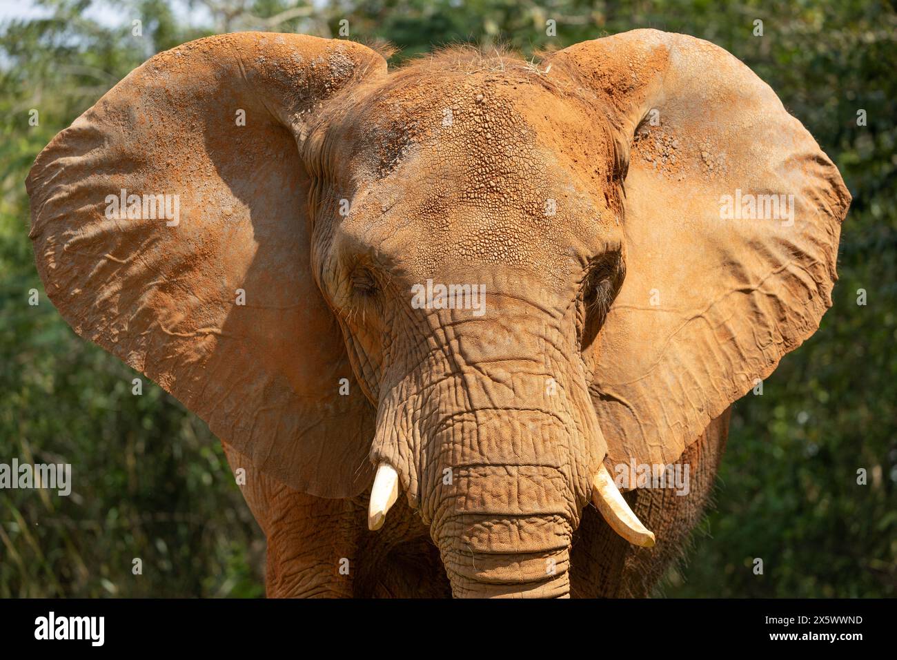 African Bush or Savanna Elephant Stock Photo - Alamy
