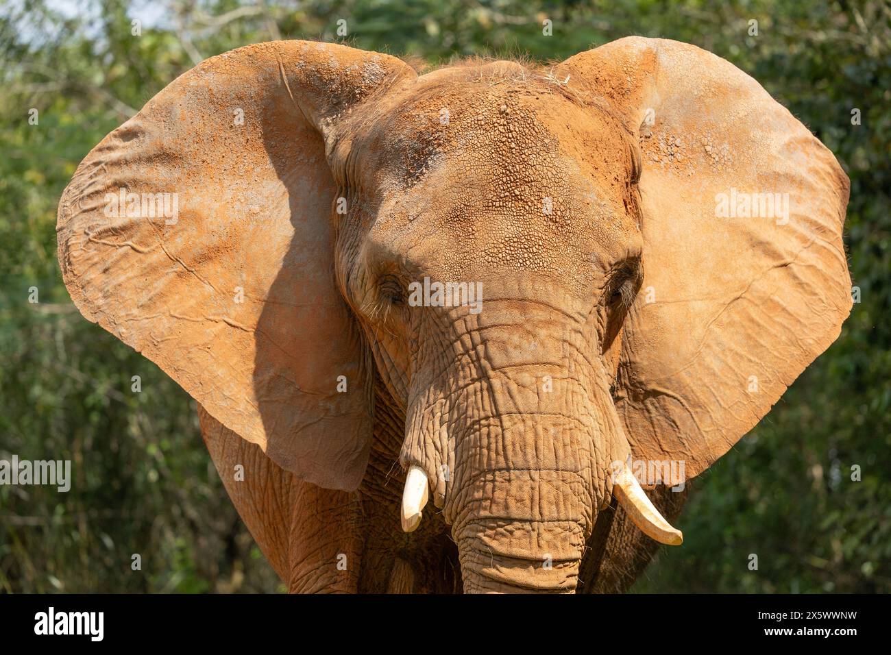 African Bush or Savanna Elephant Stock Photo - Alamy