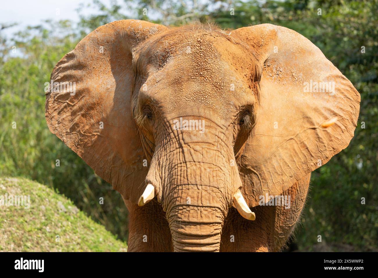 African Bush or Savanna Elephant Stock Photo - Alamy