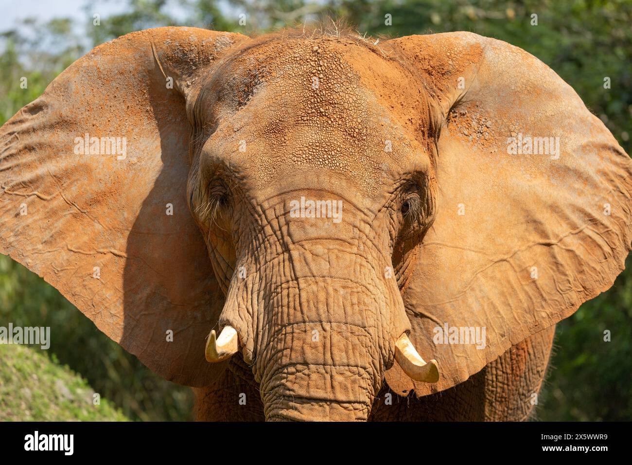 African elephant fauna hi-res stock photography and images - Alamy