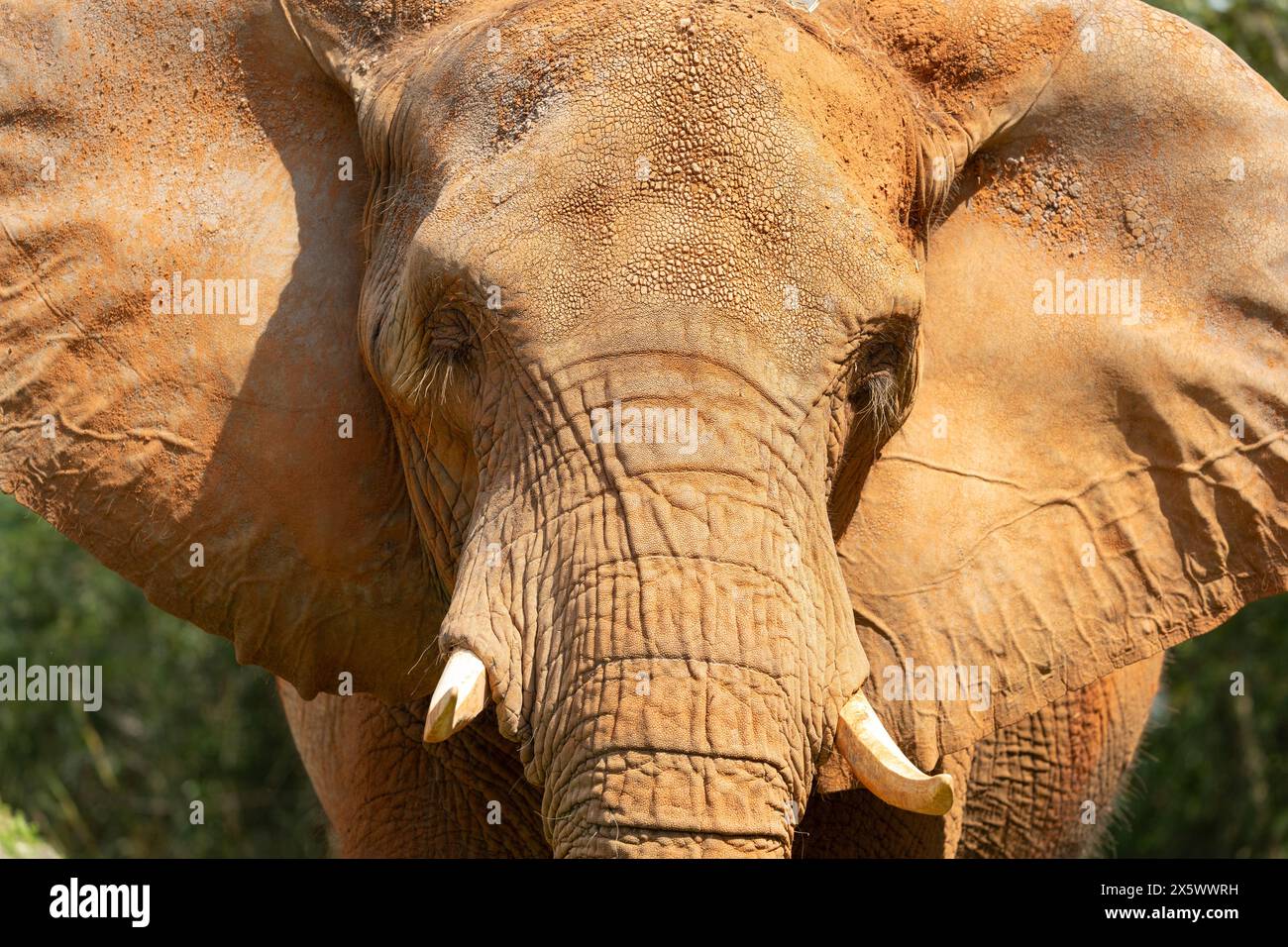 African Bush or Savanna Elephant Stock Photo - Alamy