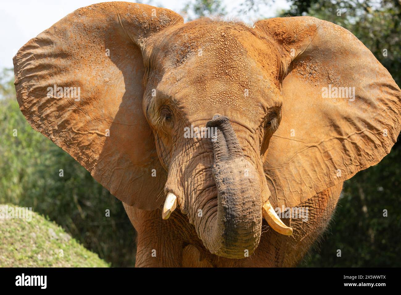 African Bush or Savanna Elephant Stock Photo - Alamy