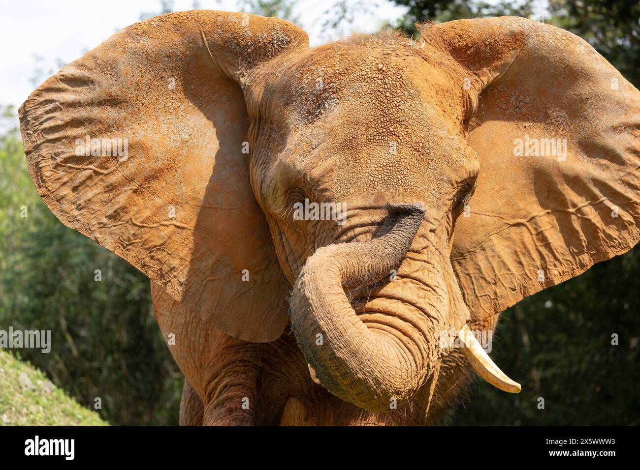 African Bush or Savanna Elephant Stock Photo - Alamy