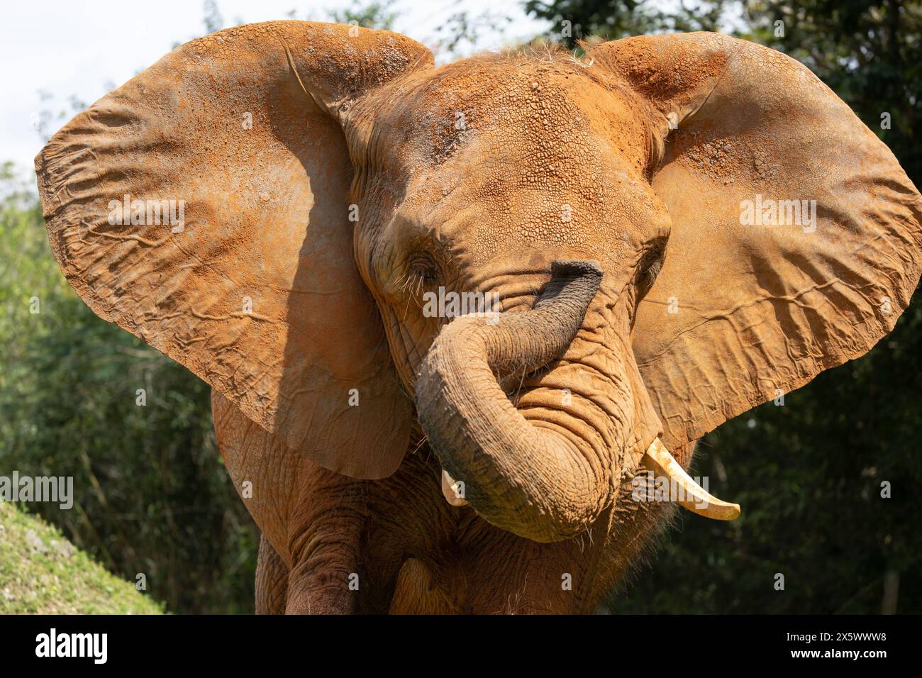 African Bush or Savanna Elephant Stock Photo - Alamy