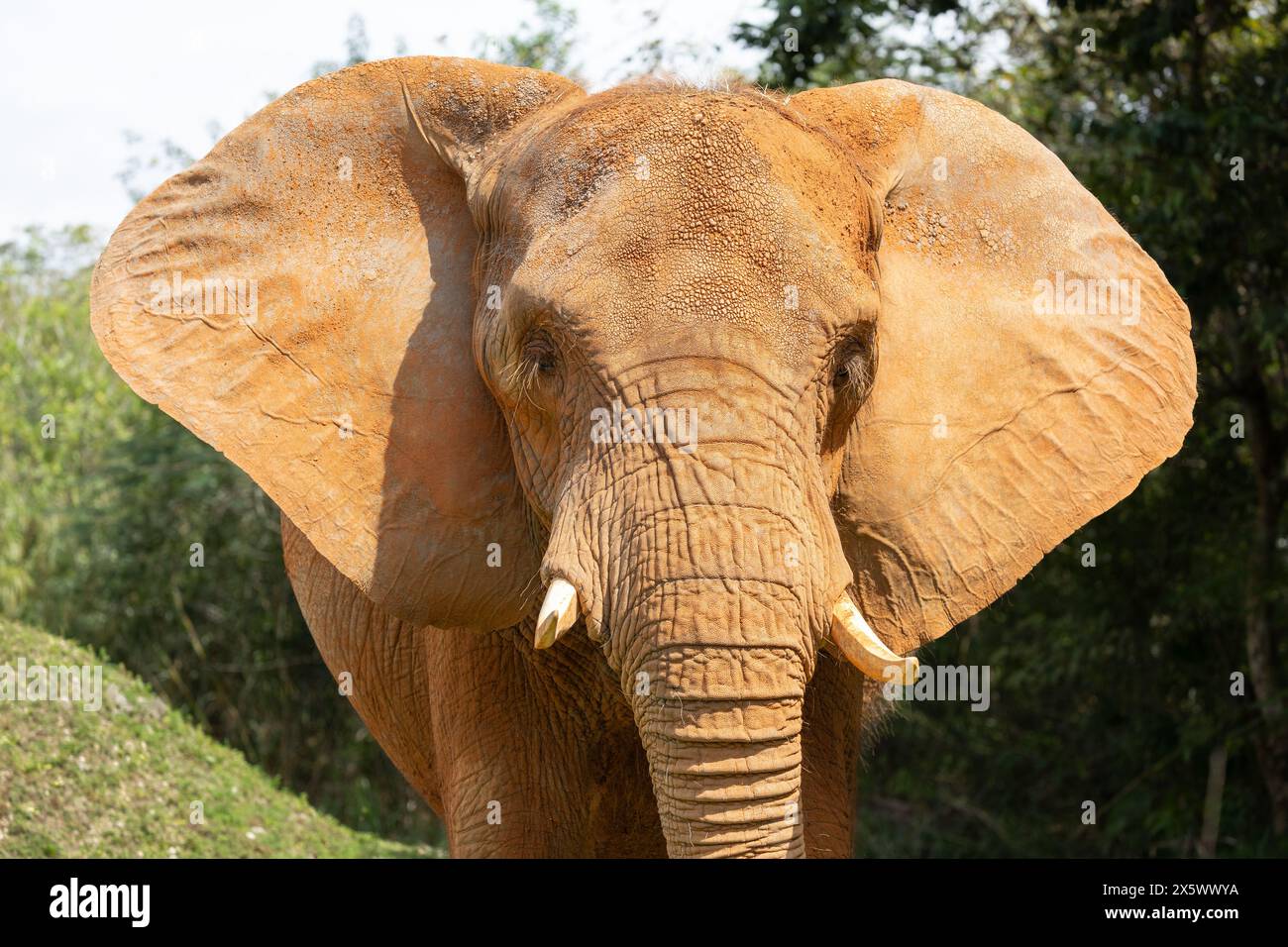 African Bush or Savanna Elephant Stock Photo - Alamy