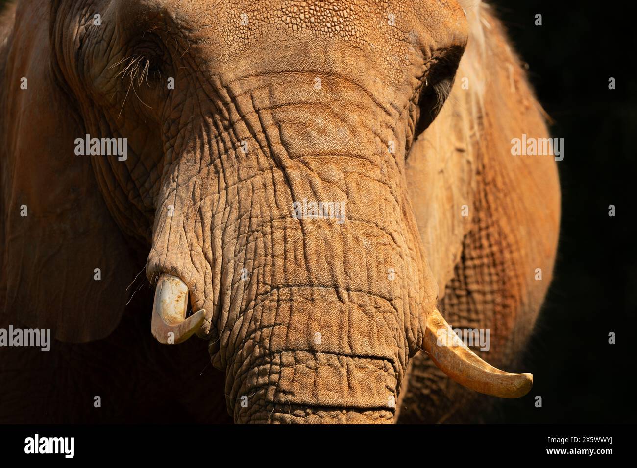 African Bush or Savanna Elephant Stock Photo - Alamy