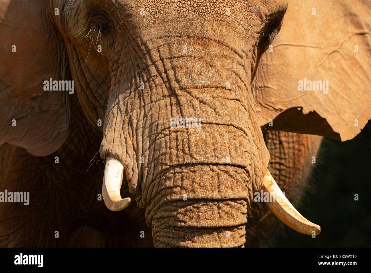 African Bush or Savanna Elephant Stock Photo - Alamy