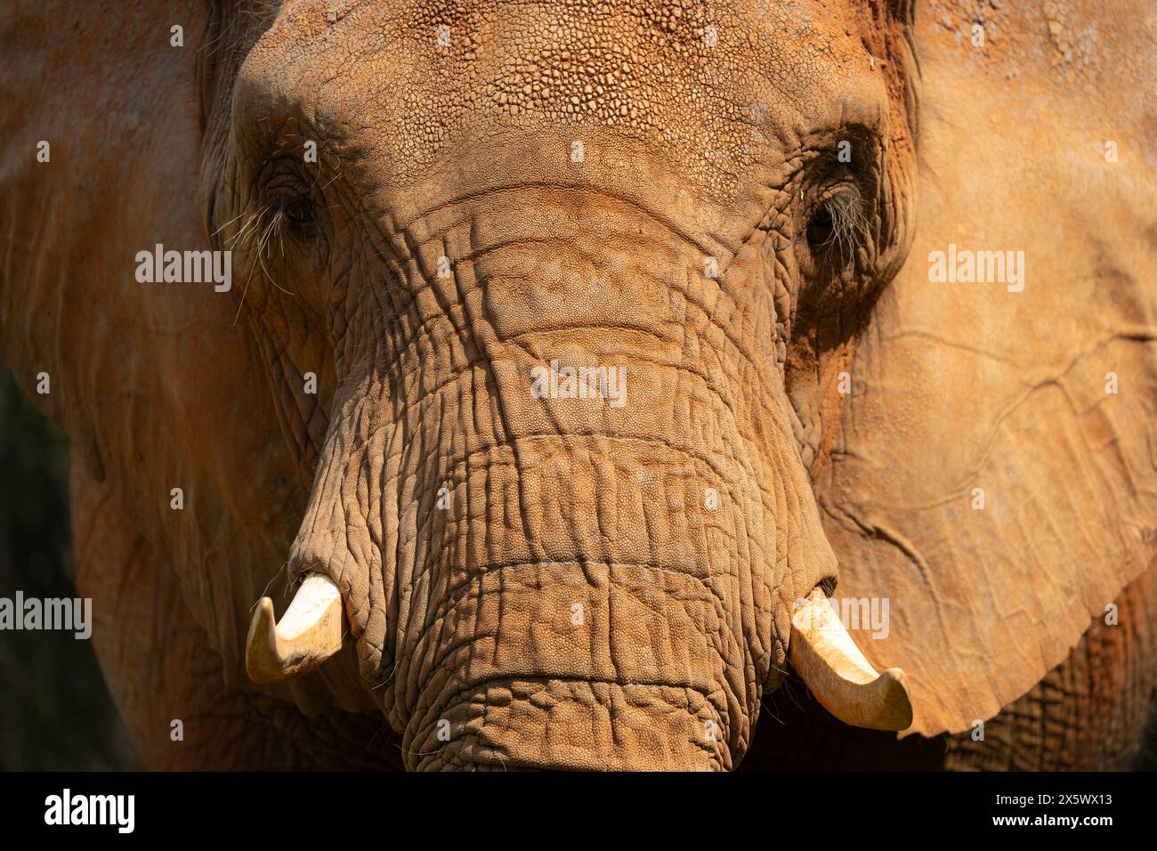 African Bush or Savanna Elephant Stock Photo - Alamy