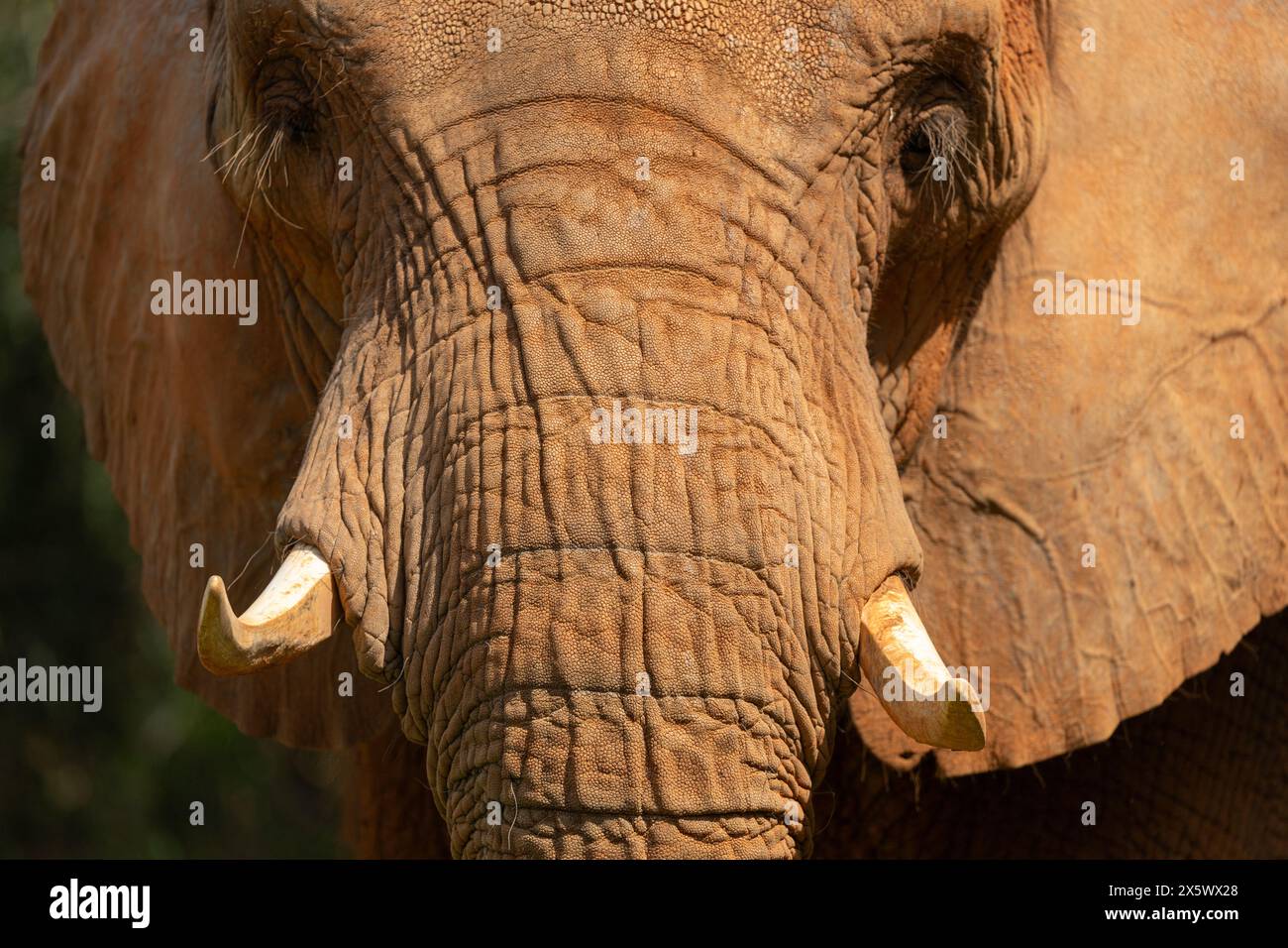 African Bush or Savanna Elephant Stock Photo - Alamy