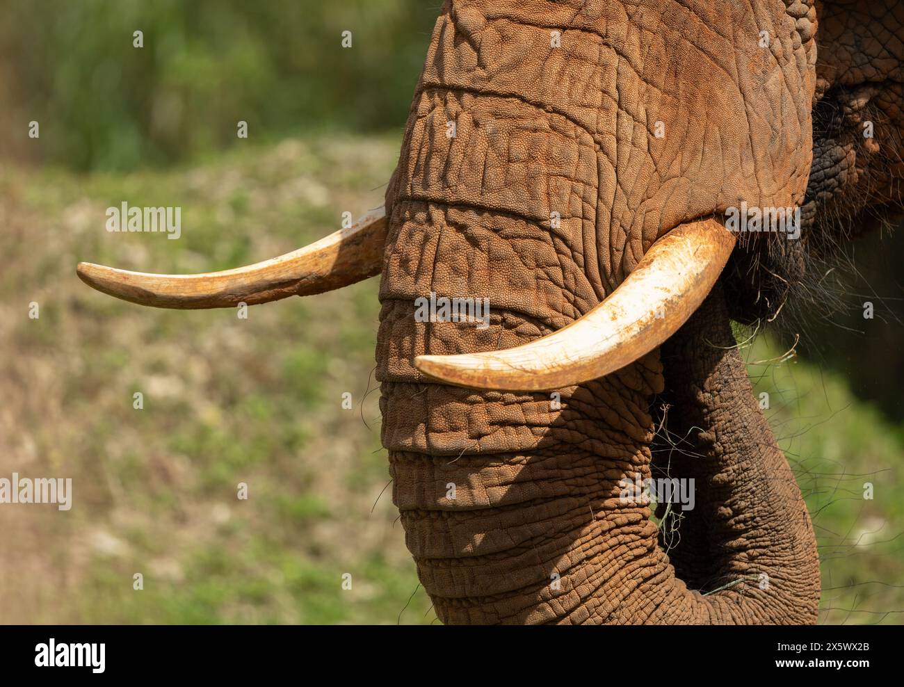 African Bush or Savanna Elephant Stock Photo - Alamy