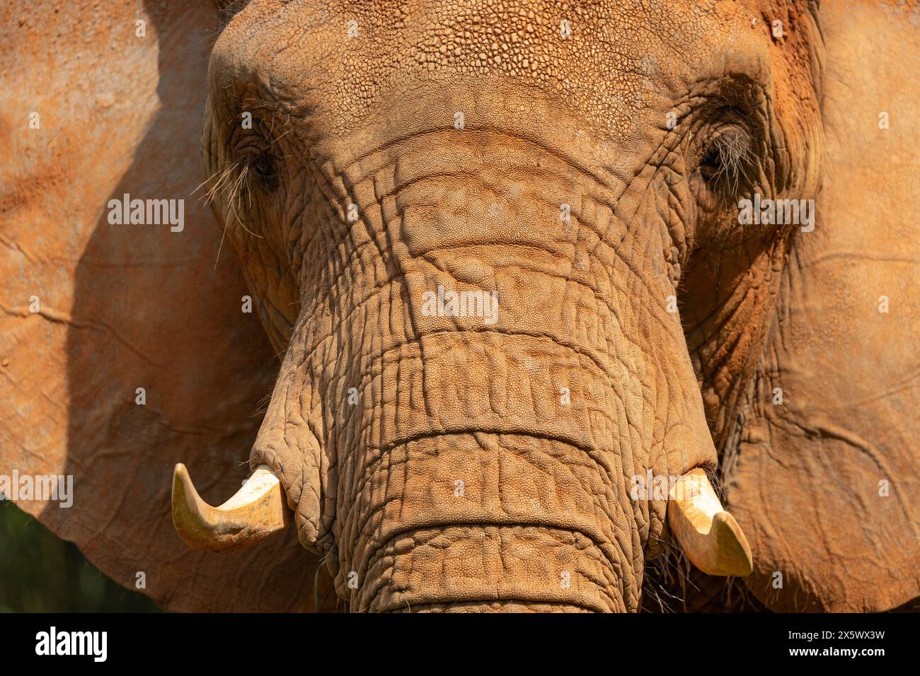 Sub saharan africa wildife hi-res stock photography and images - Alamy