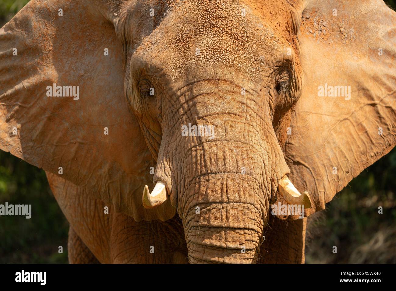 Sub saharan africa wildife hi-res stock photography and images - Alamy